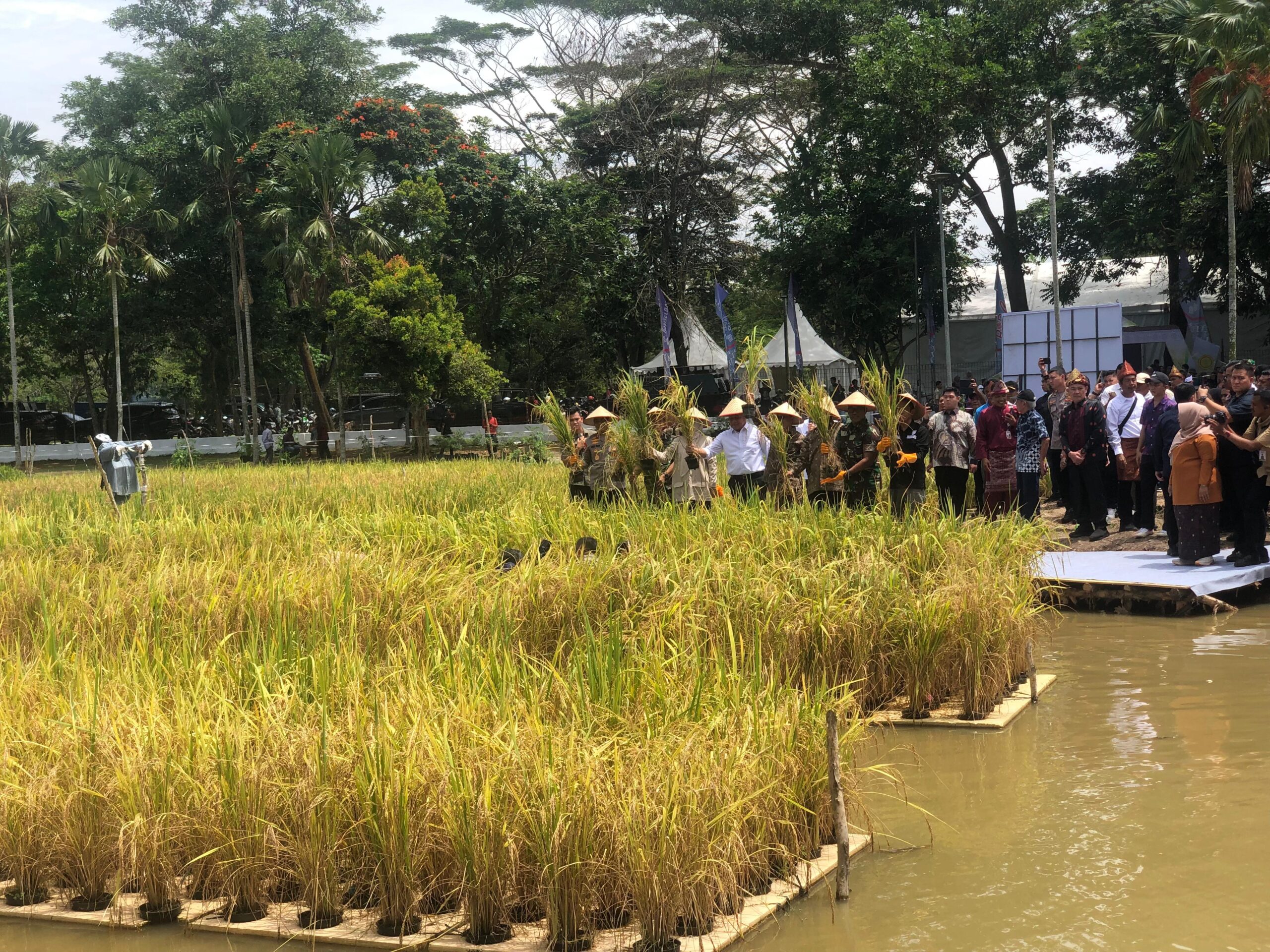 GPTPN X Kenalkan Teknologi Padi Apung di Sumsel – Berita Sumatera